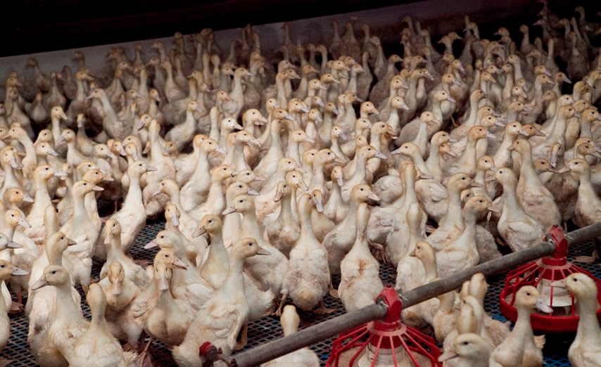 Australian Duck Farming: Ducks Out of Water